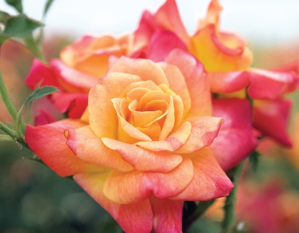 Bergeson Nursery