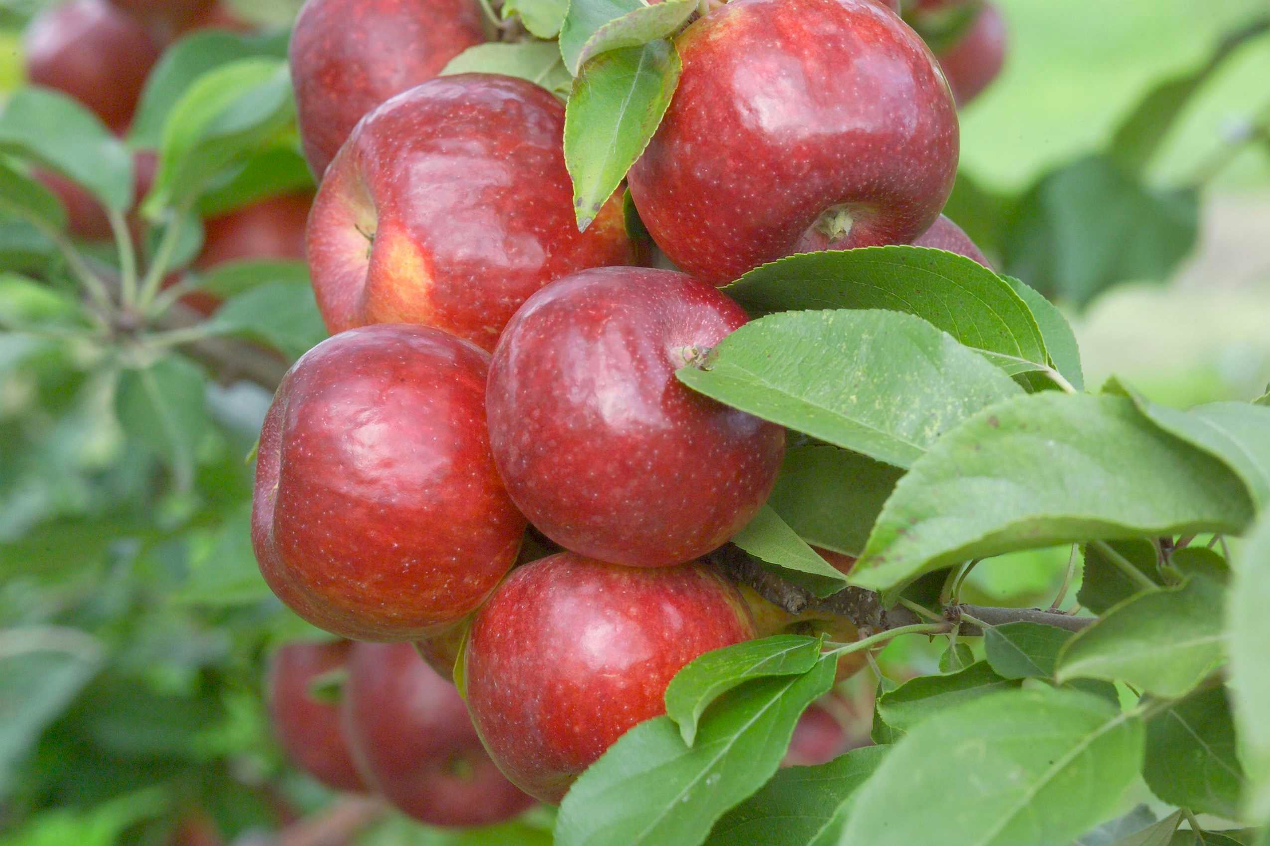 Apple: Frostbite | Bergeson Nursery