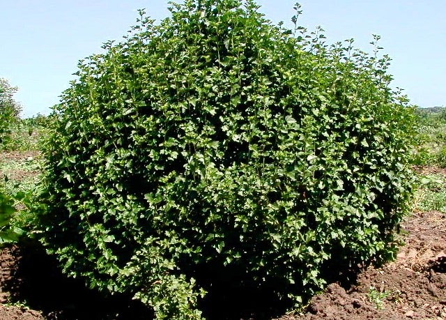Bergeson Nursery