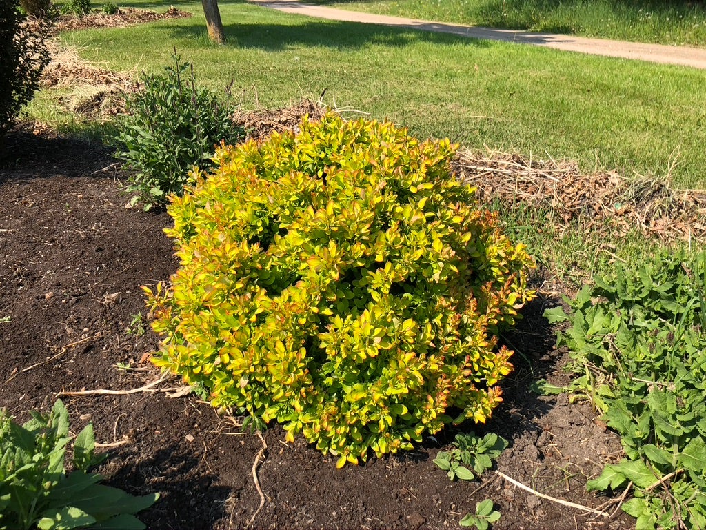 Barberry: Limoncello | Bergeson Nursery