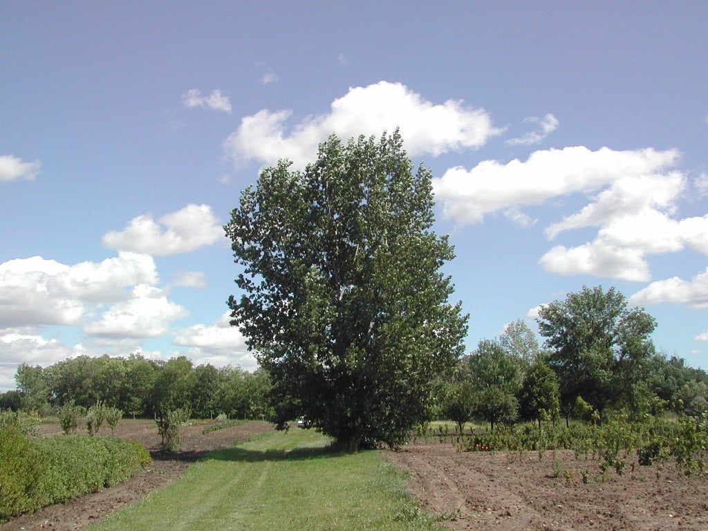 Poplar: Norway | Bergeson Nursery