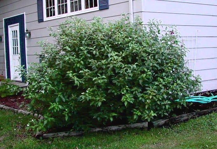 Dogwood: Bergeson | Bergeson Nursery