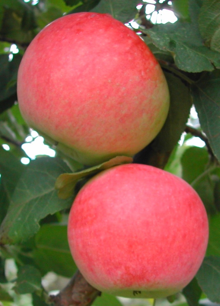 Apple: Goodland | Bergeson Nursery