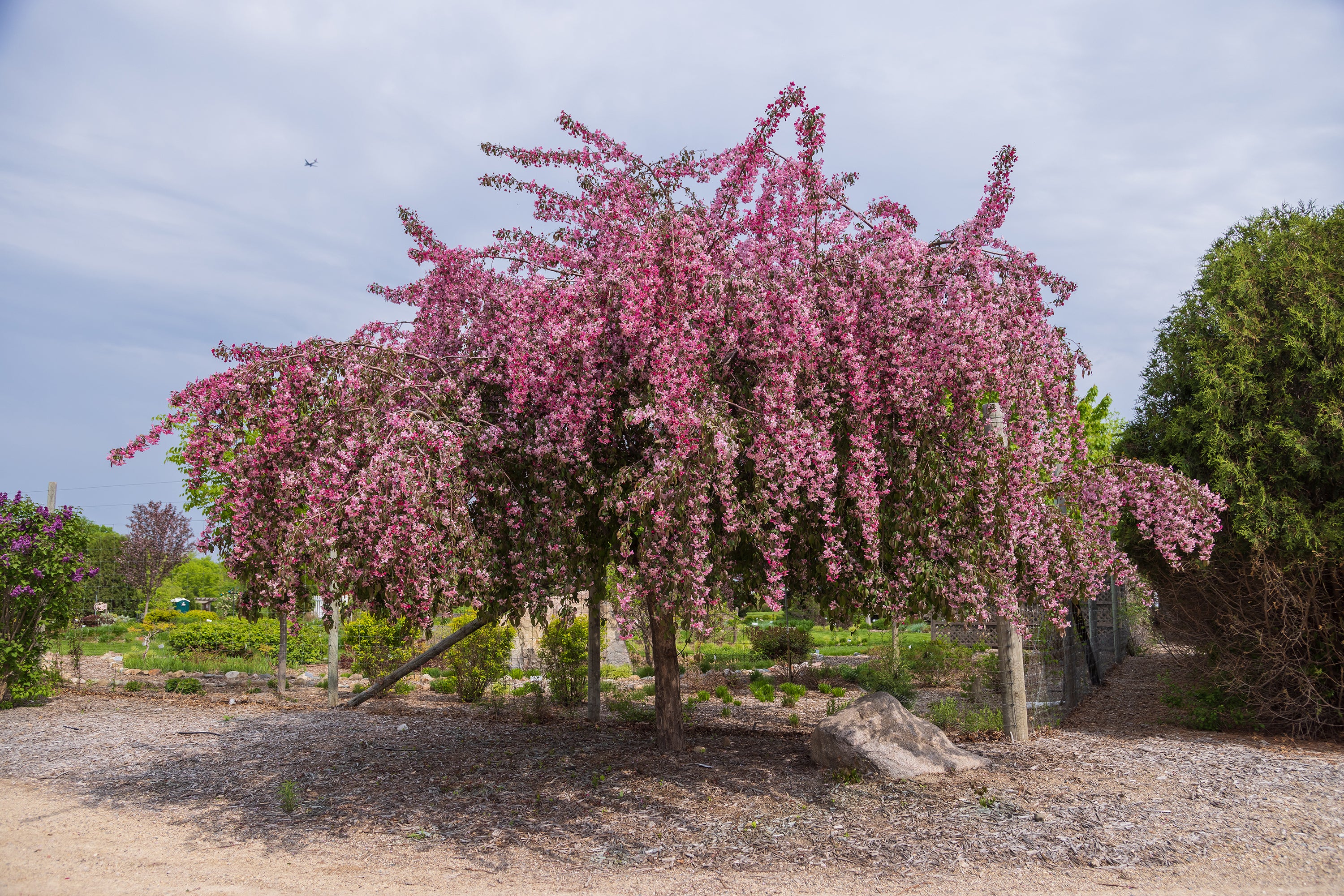 Crabapple, Flowering: Ruby Tears | Bergeson Nursery