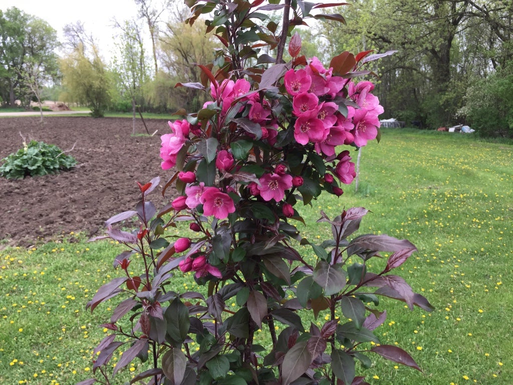 Crabapple, Flowering: Gladiator | Bergeson Nursery