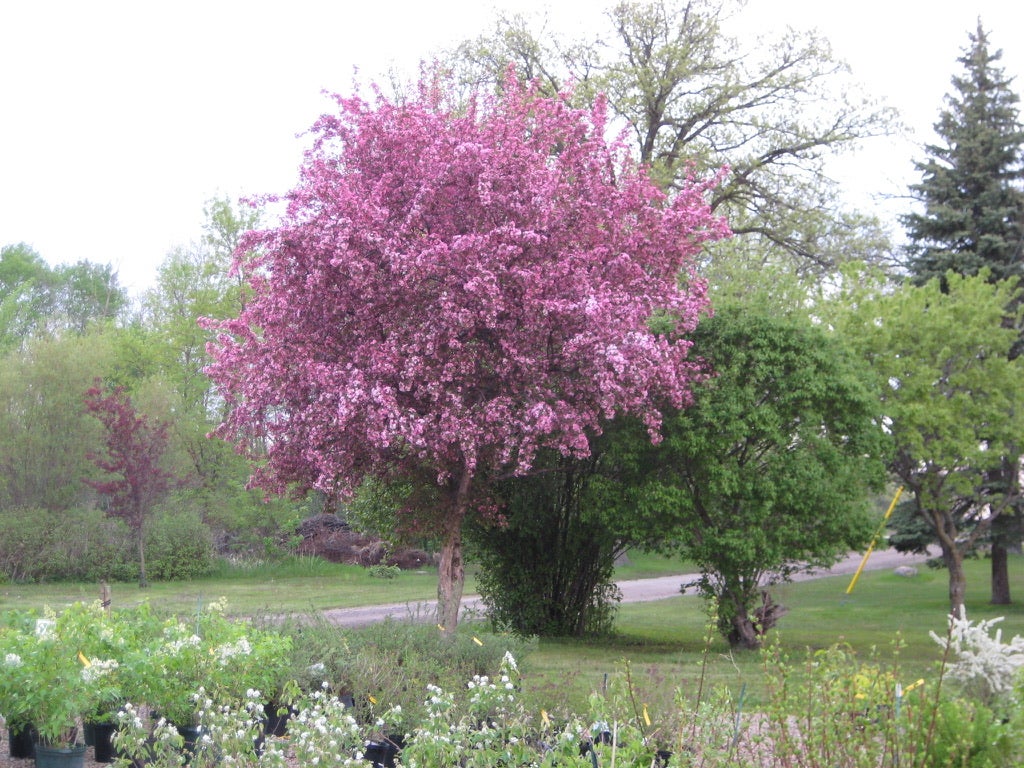Crabapple, Flowering: Red Splendor | Bergeson Nursery