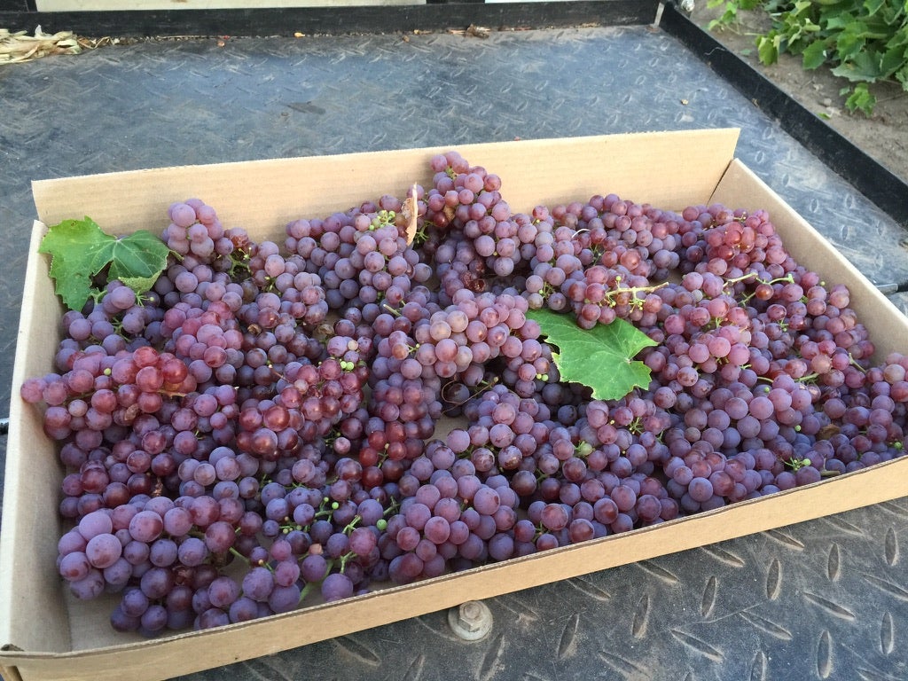 Grape: Somerset Seedless | Bergeson Nursery