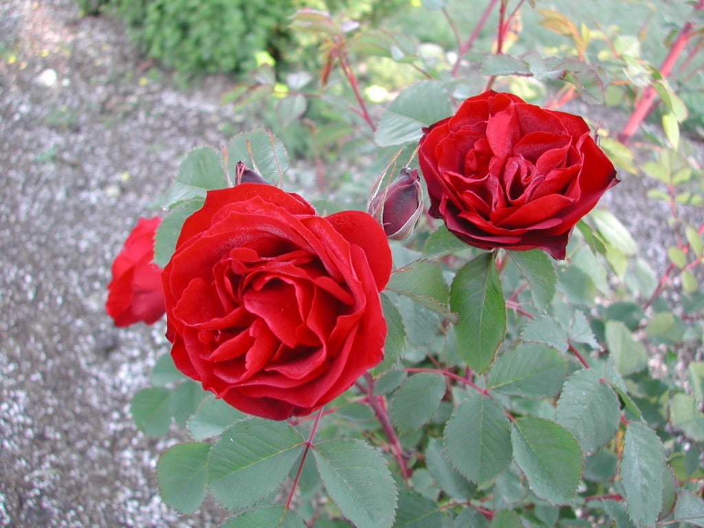 Rose: Hope for Humanity | Bergeson Nursery