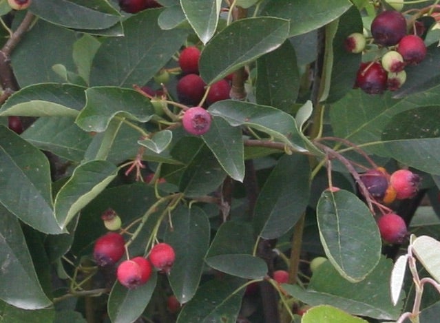 Juneberry: Regent | Bergeson Nursery