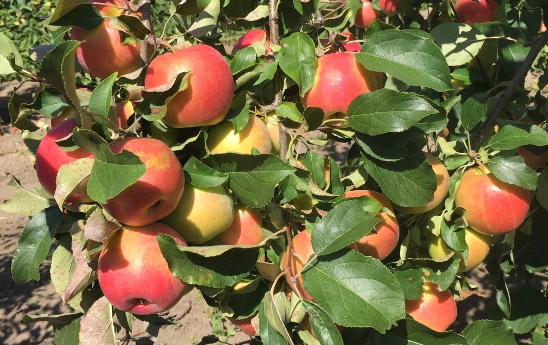 Apple: Red Baron | Bergeson Nursery