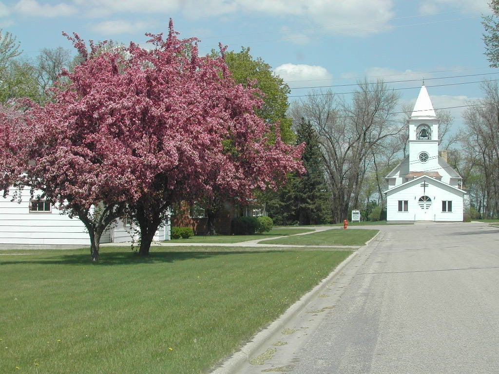 Crabapple, Flowering: Red Splendor | Bergeson Nursery