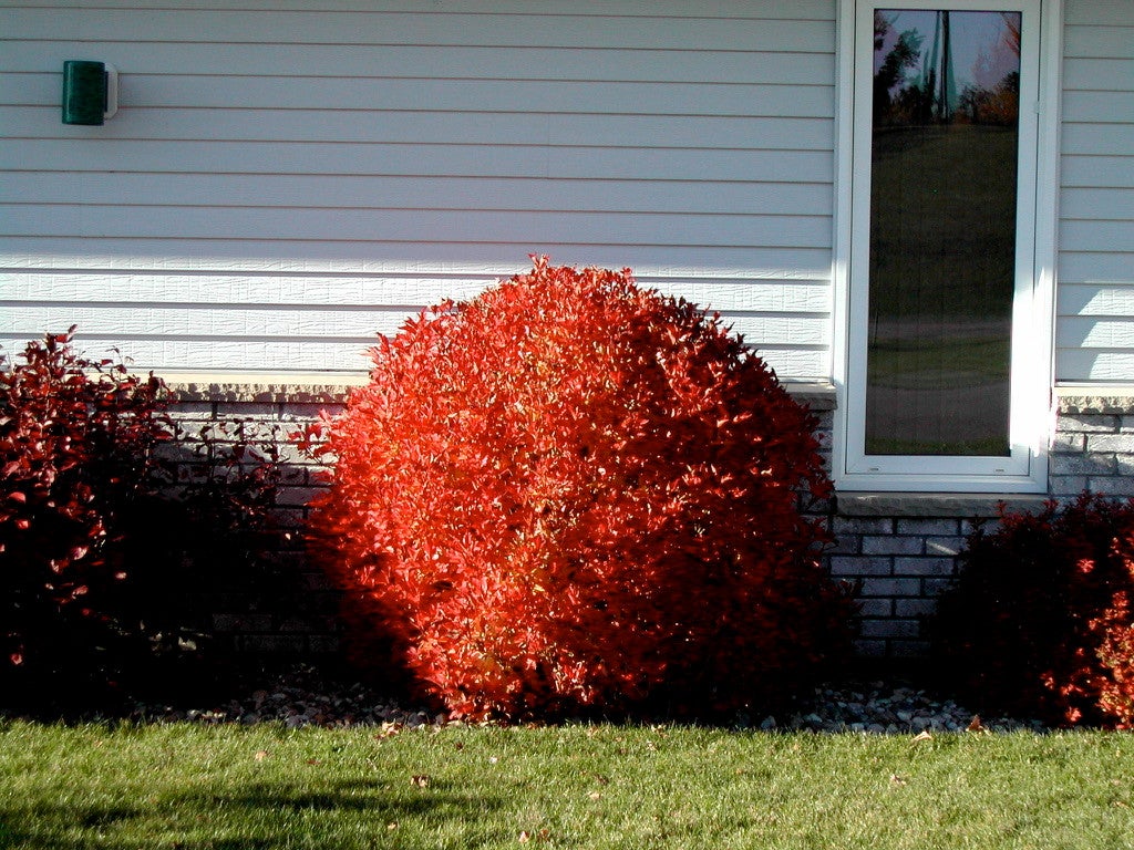 Cranberry: Bailey Compact | Bergeson Nursery