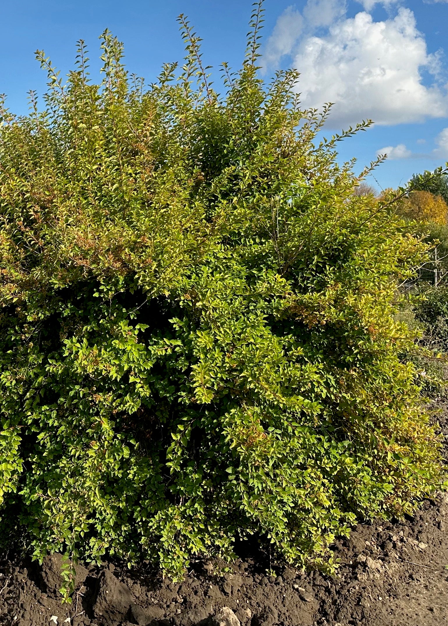 Ninebark: Raspberry Lemonade | Bergeson Nursery