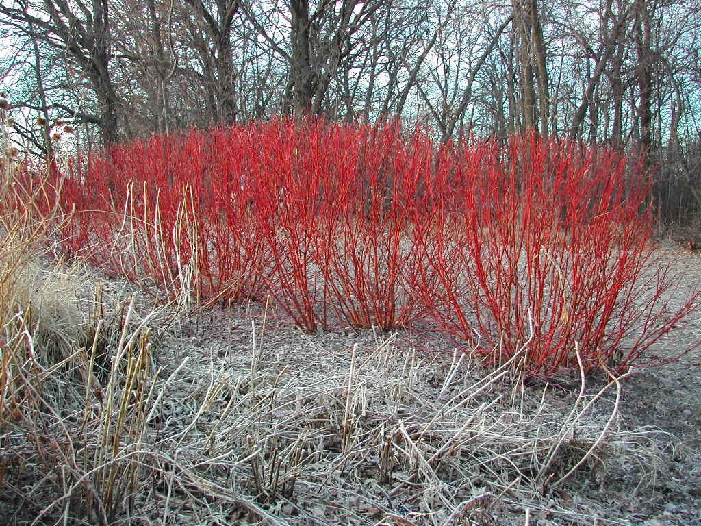 Dogwood: Bergeson | Bergeson Nursery
