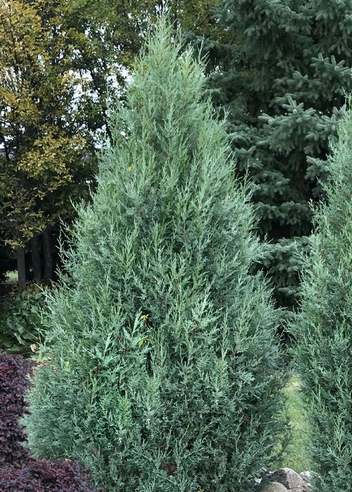 Juniper: Medora | Bergeson Nursery
