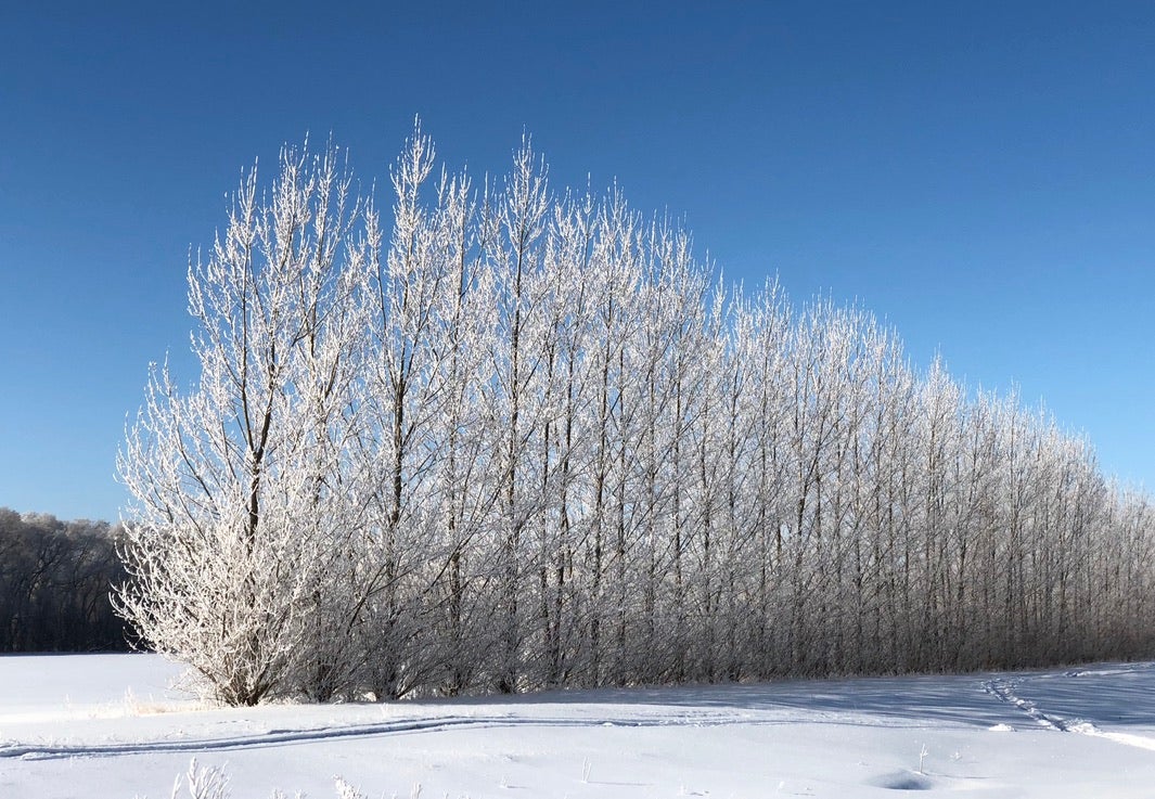Poplar: Norway | Bergeson Nursery