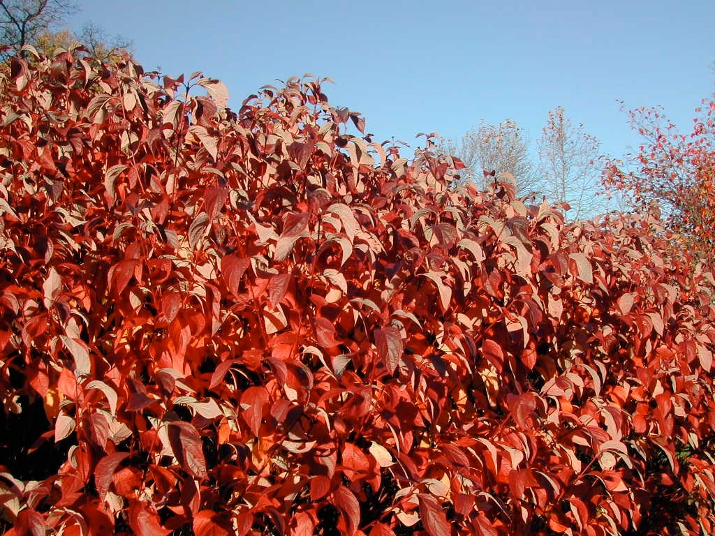 Dogwood: Bergeson | Bergeson Nursery