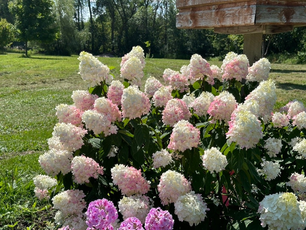Bergeson Nursery