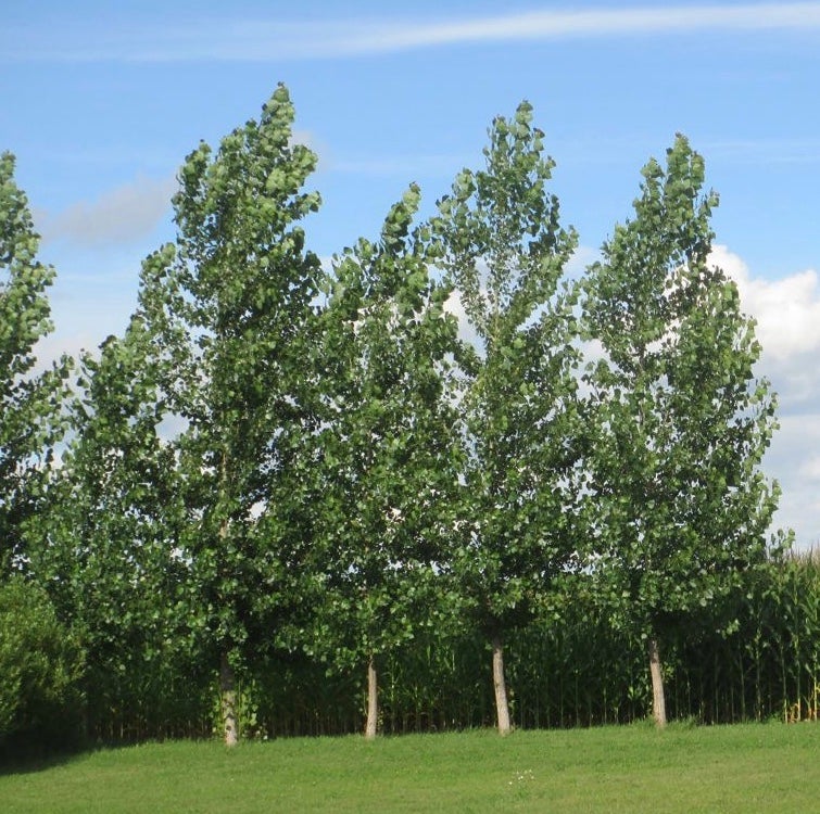 Poplar: Norway | Bergeson Nursery