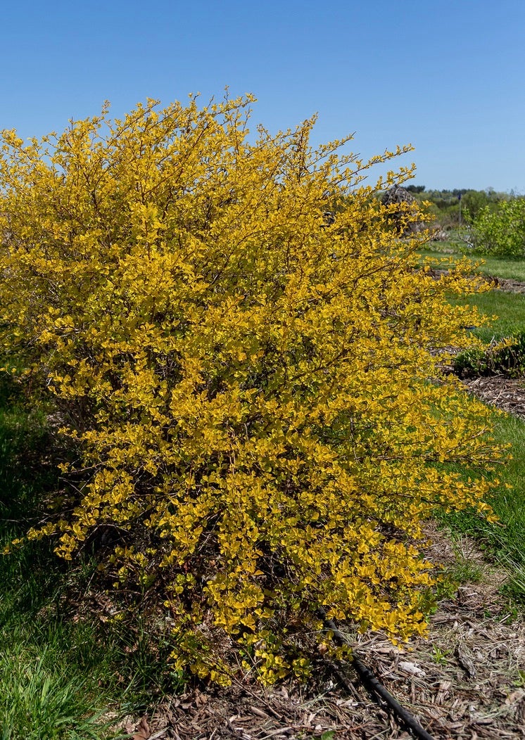 Ninebark: Honeycomb | Bergeson Nursery