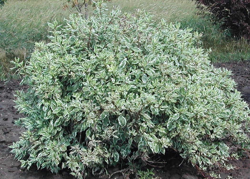 Bergeson Nursery