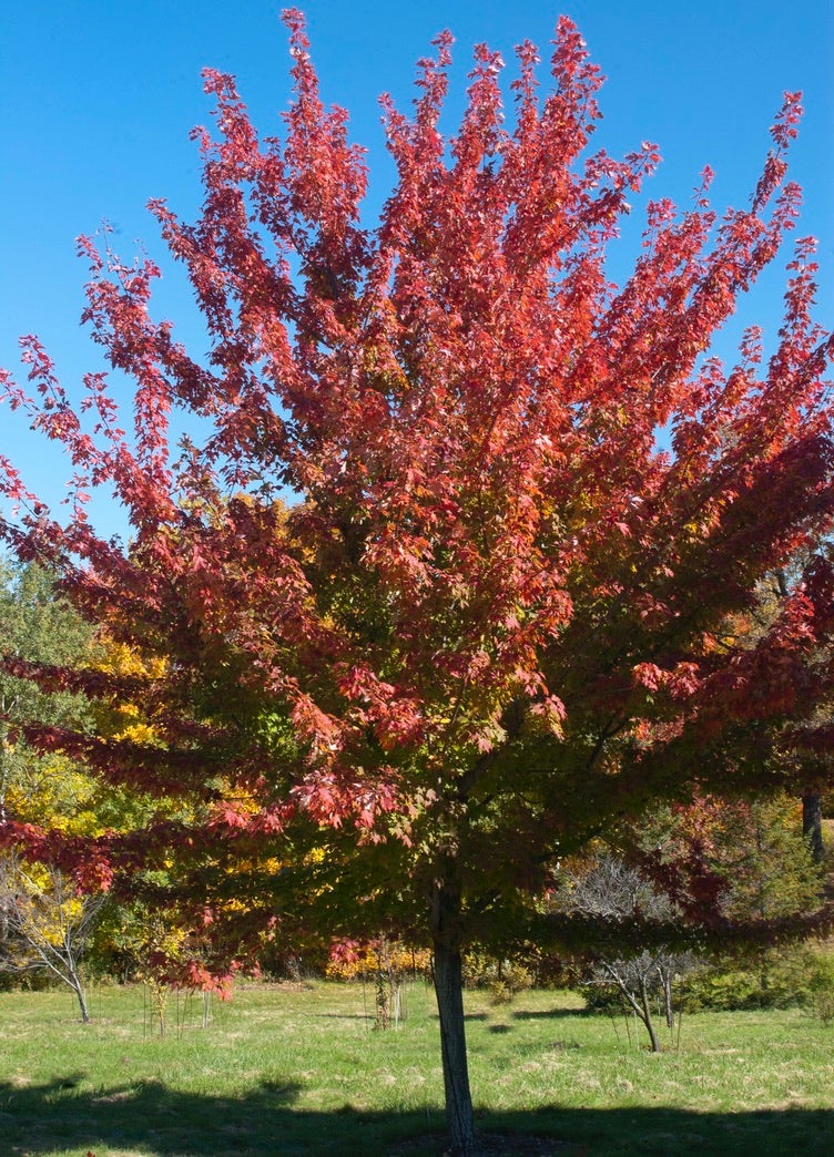 Maple: Firefall | Bergeson Nursery