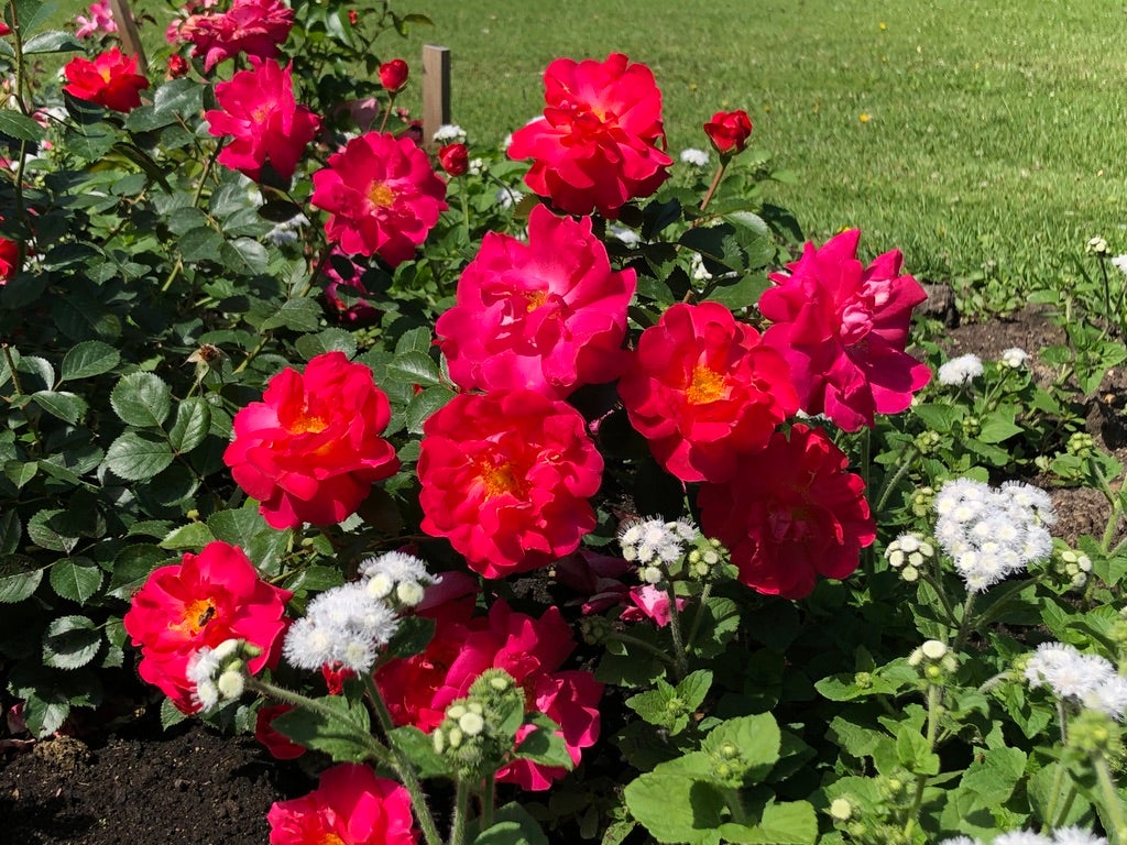 Rose: Highwire Flyer | Bergeson Nursery