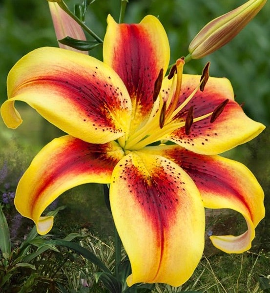Lily, OT: Viva la Vida | Bergeson Nursery
