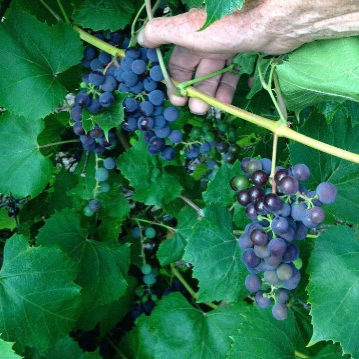 Grape: King of the North | Bergeson Nursery