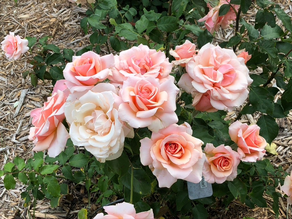 Bergeson Nursery