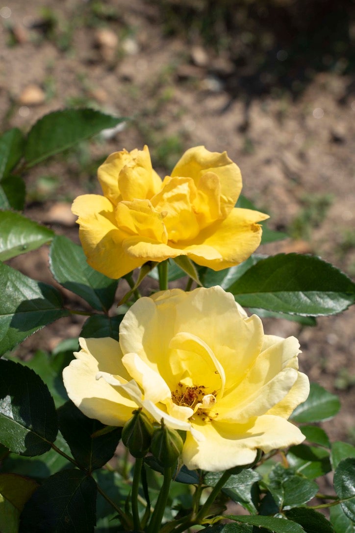 Rose: Easy Beezy | Bergeson Nursery