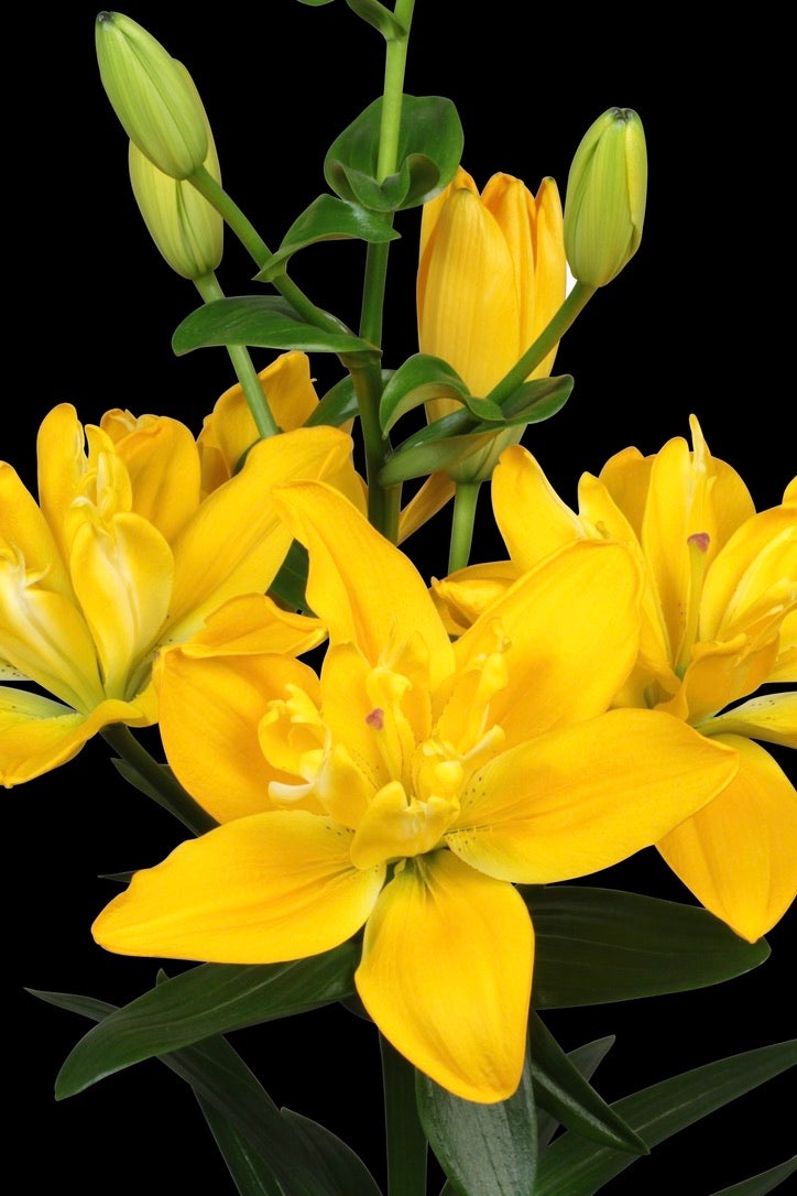 Lily, LA hybrid: Beverly Gold | Bergeson Nursery