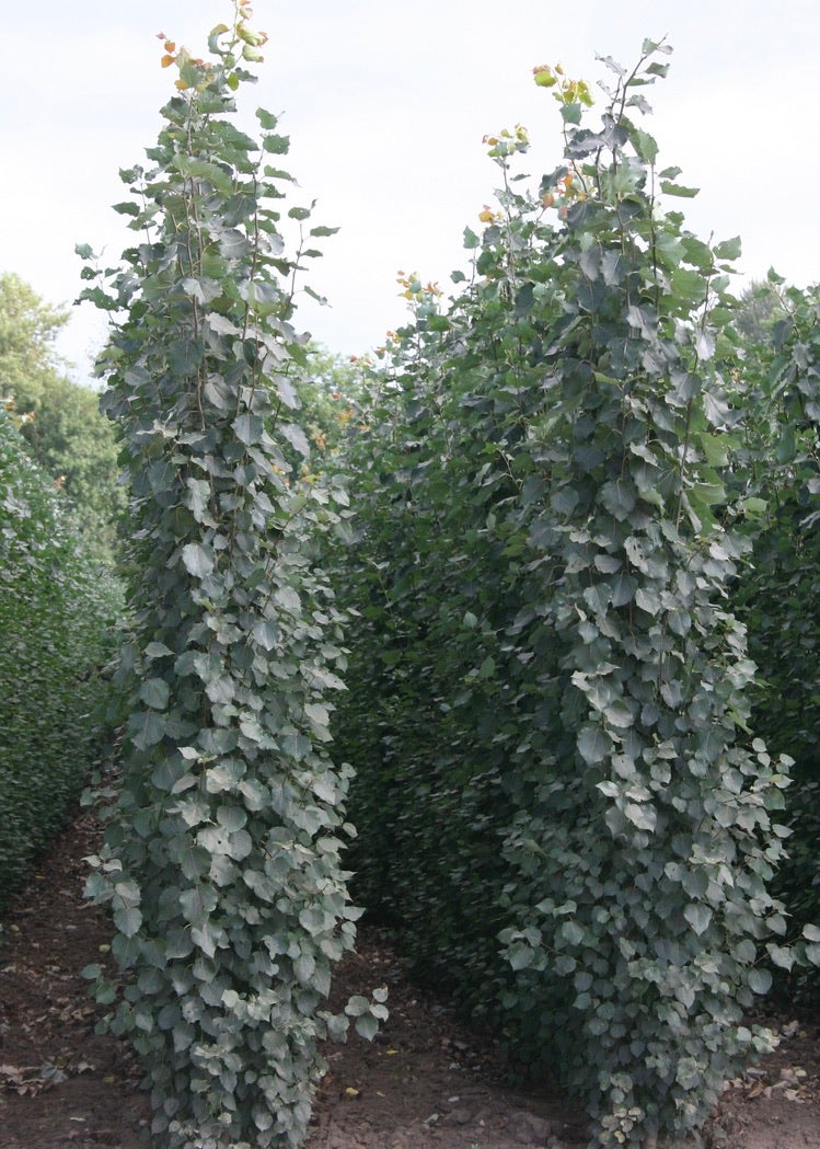 Aspen: Columnar Swedish | Bergeson Nursery