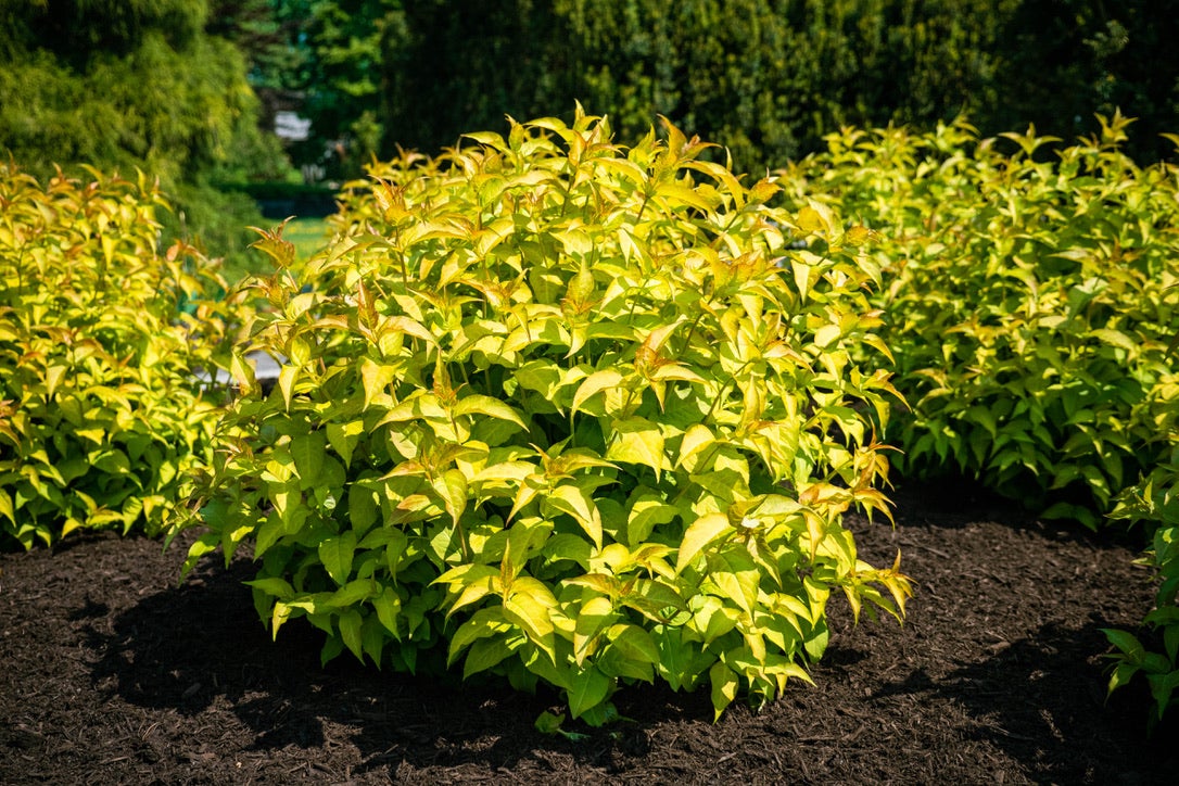 Bergeson Nursery