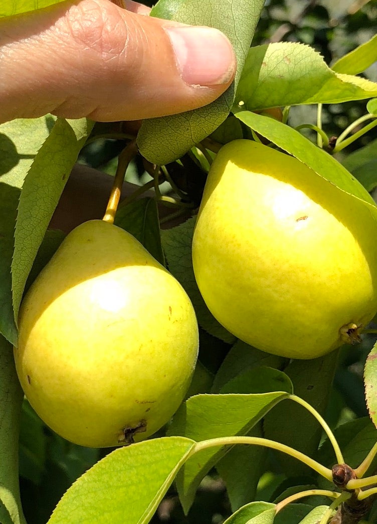 Pear: Early Gold | Bergeson Nursery