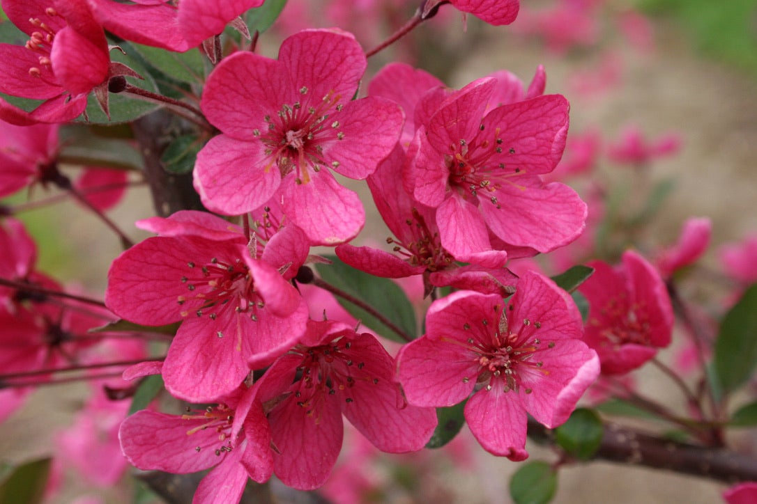Crabapple, Flowering: Purple Prince | Bergeson Nursery