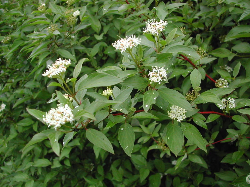 Bergeson Nursery