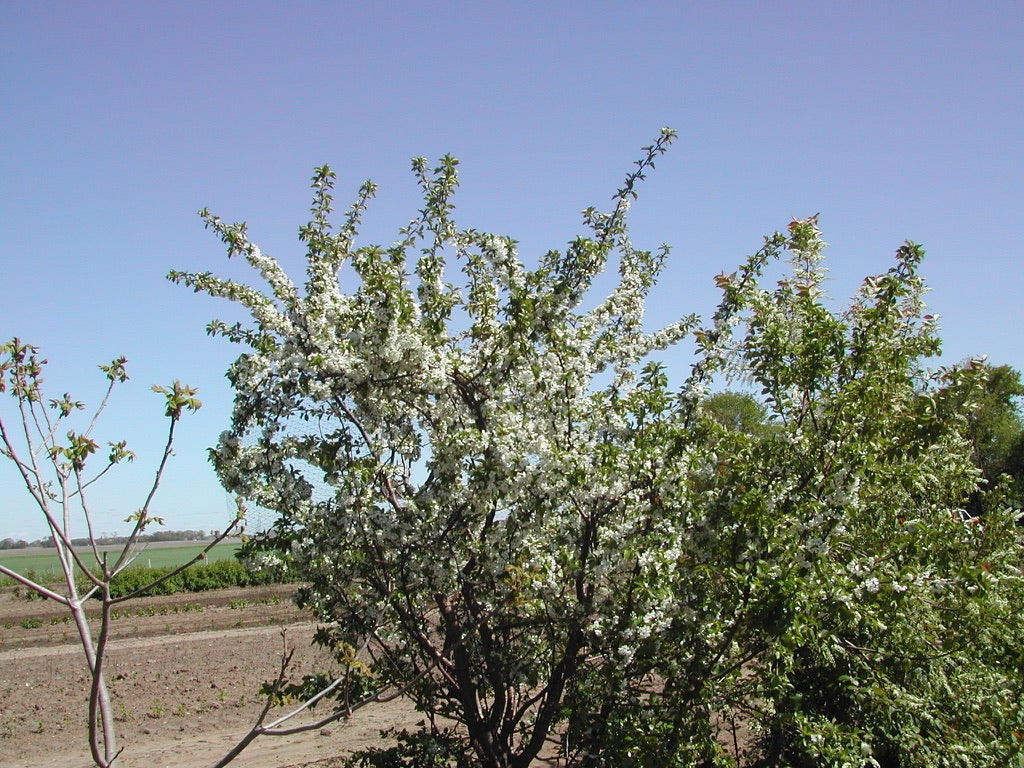 Cherry: Bali (Evans) | Bergeson Nursery