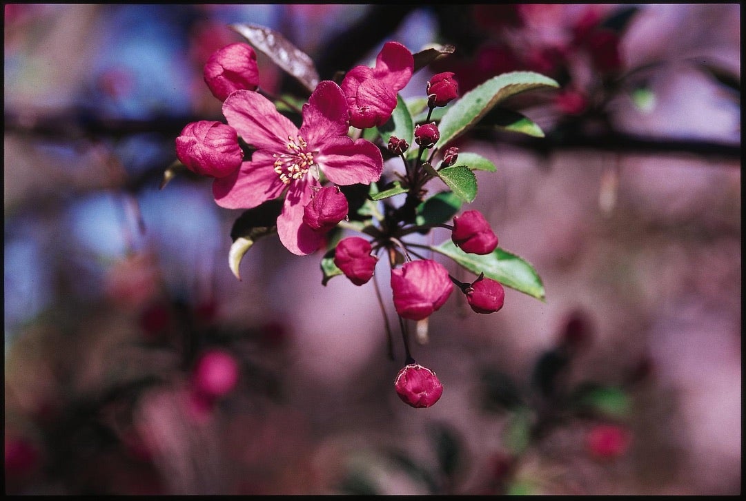 Crabapple, Flowering: Prairifire | Bergeson Nursery
