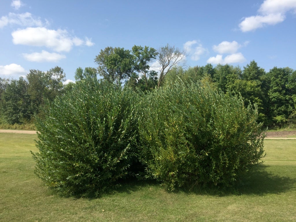 Willow: Flame | Bergeson Nursery
