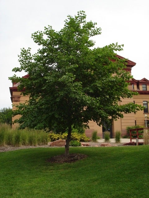 Alder: Prairie Horizon | Bergeson Nursery