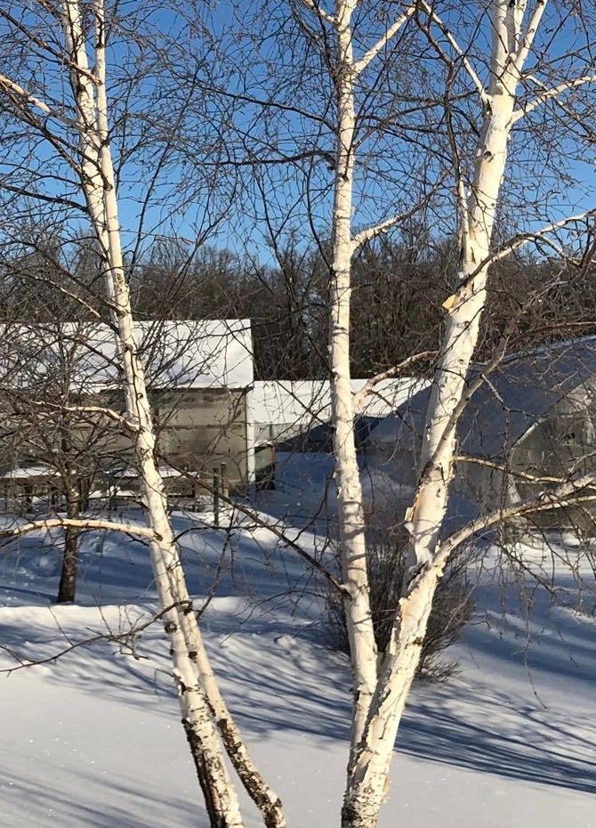 Birch: Paper | Bergeson Nursery