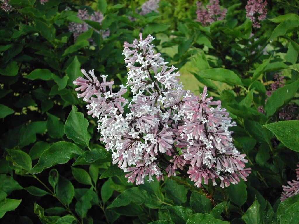 Lilac: Miss Kim | Bergeson Nursery, LLC