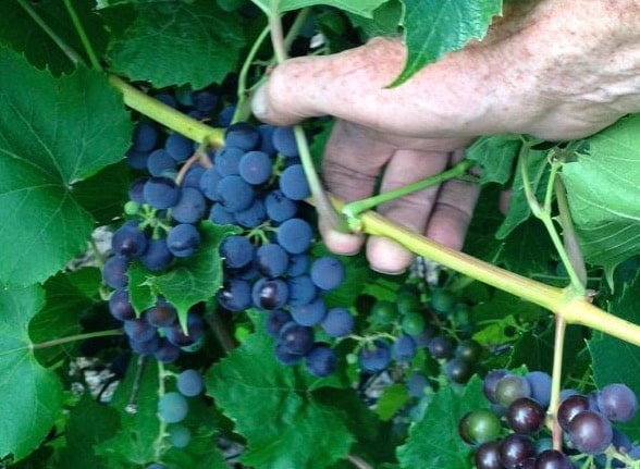 Grape: King of the North | Bergeson Nursery, LLC