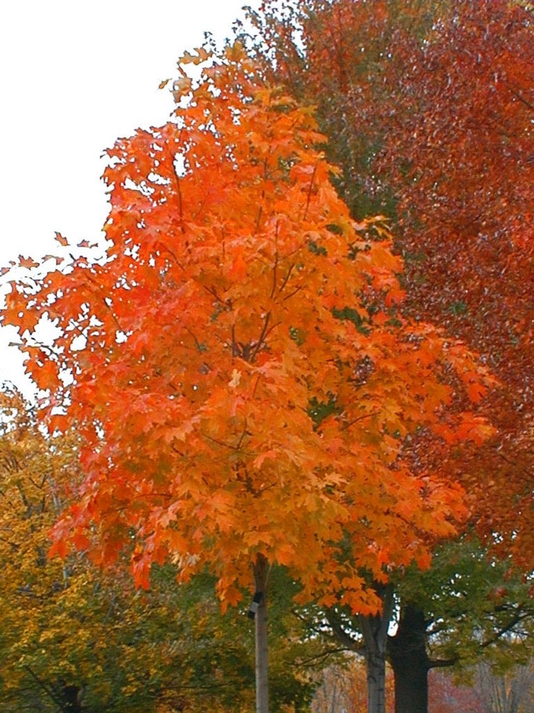 Maple, Fall Fiesta | Bergeson Nursery