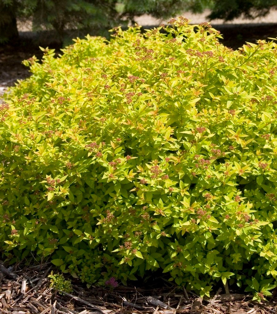 Spirea, Sundrop | Bergeson Nursery