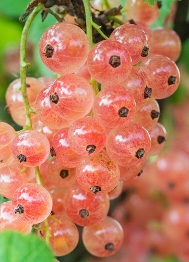 Currant, Pink Champagne | Bergeson Nursery