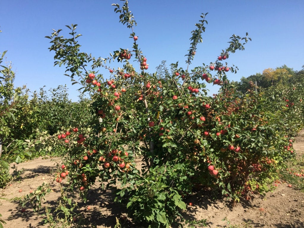 Apple, Red Baron | Bergeson Nursery