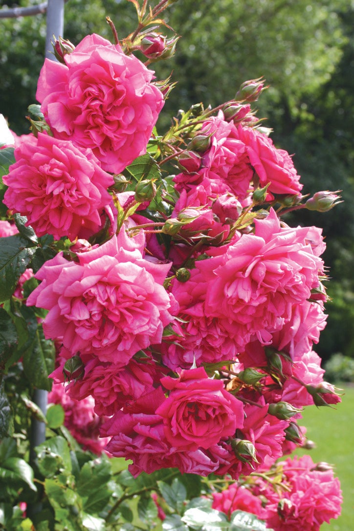 Rose, Arborose Laguna | Bergeson Nursery