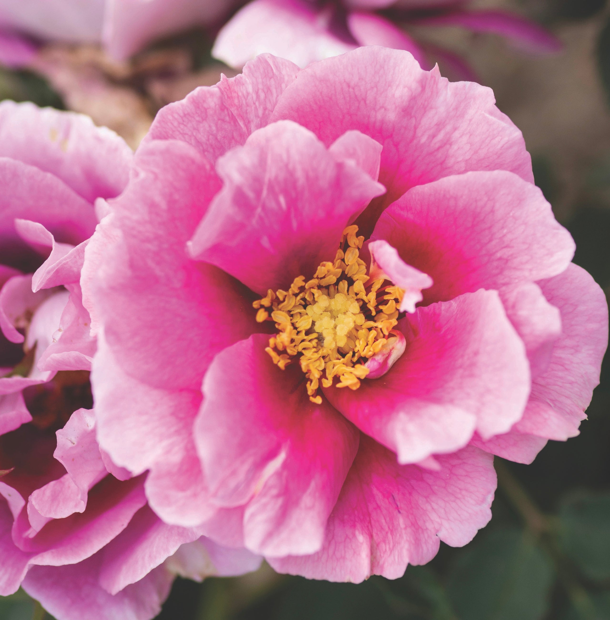 Rose, Eyeconic Lemonade Plum | Bergeson Nursery